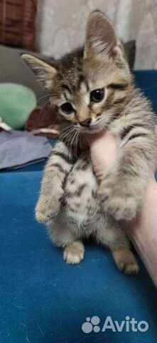 Котенок мальчик. Бесплатно