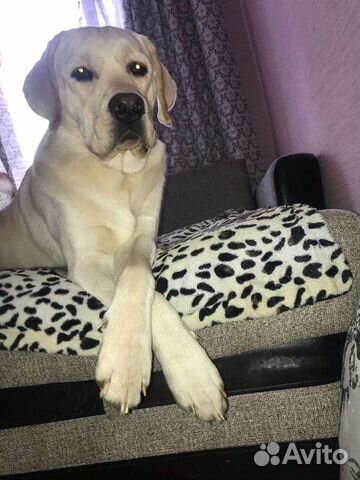 Кобель Лабрадора для вязки