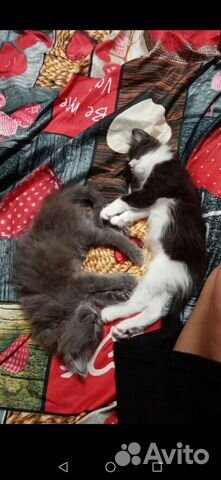 Котята в добрые руки