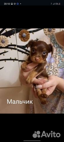 Длинношёрстный русский той-терьер