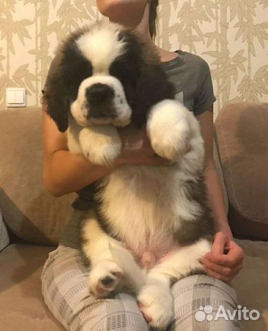 Малыши сенбернара милые мальчики