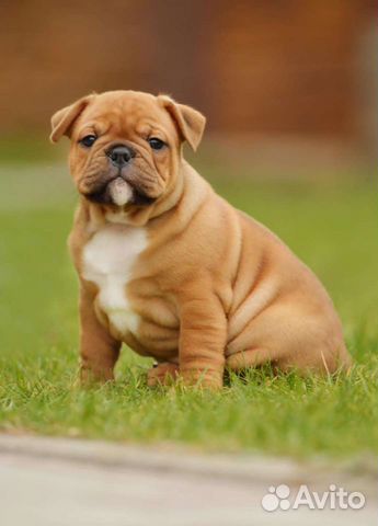 Английский бульдог