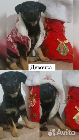 Щенки в добрые руки