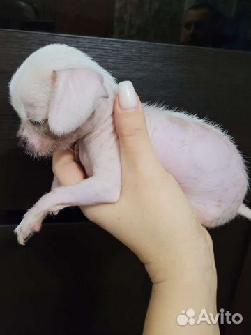 Малышка ищет хозяина