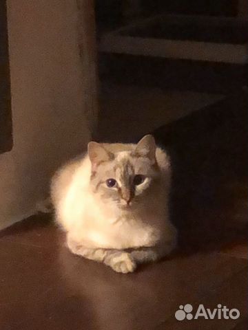 Невская маскарадная