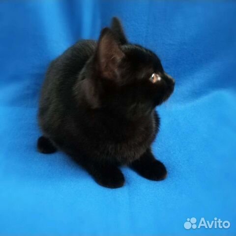 Котенок в добрые руки, мальчик, 5-6 месяцев