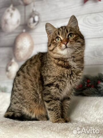 Марусенька ищет дом