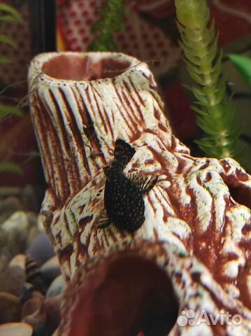 Продаю сомиков анциструсов