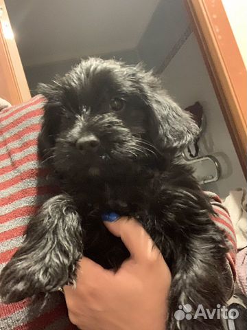 Щенки кокер спаниеля