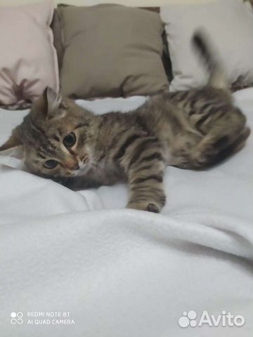 Большой котенок