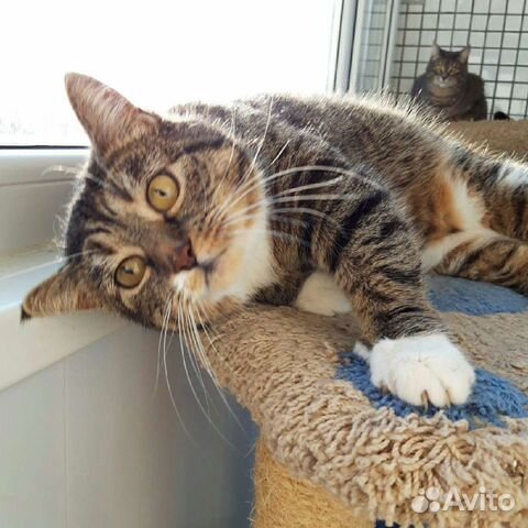 Кошечка Саффа в дар