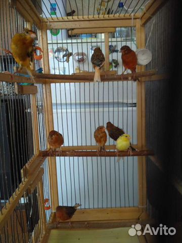 Кенара и канарейки