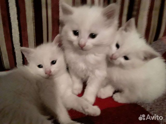 Три Ангелочка на Новый год