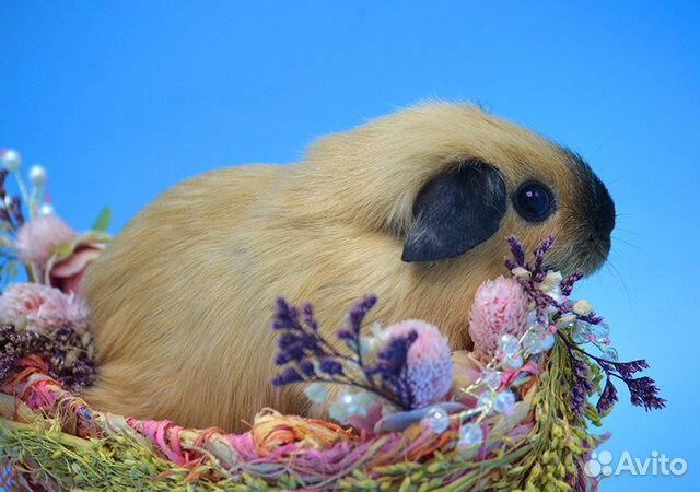 Малышка девочка морской свинки калифорния