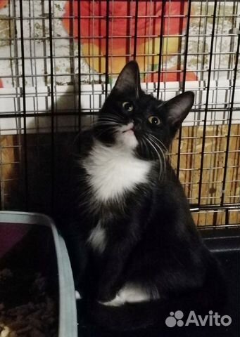 Яшенька ищет дом