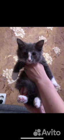 Котенок мальчик
