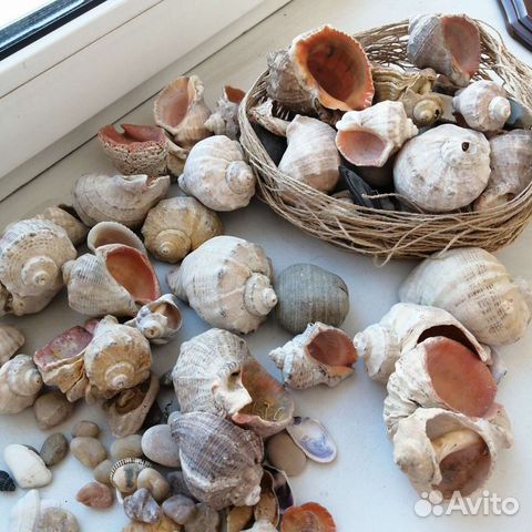 Пакет ракушек морских