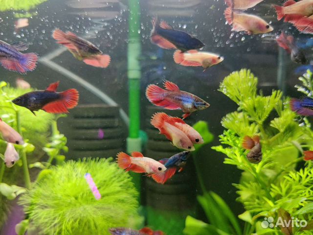 Самка петушка рыбка