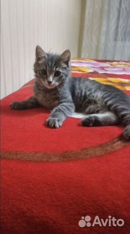 Котенок