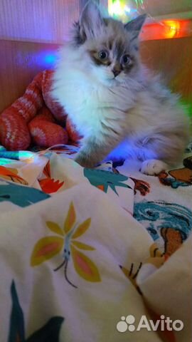 Невская маскарадная