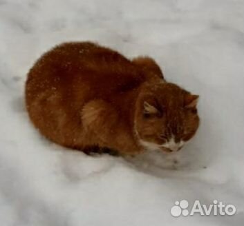 Рыжий кот замерзнет