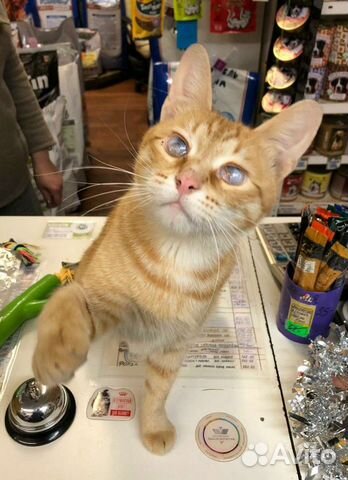 Кот бесплатно