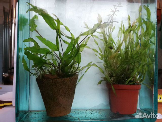 Акварариумные рыбы и растения