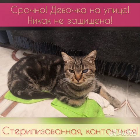 Кошечка в опасности