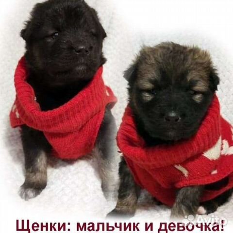 Собака в добрые руки щенок