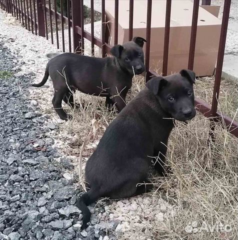 Охранные черные щенки