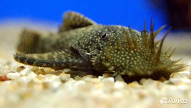 Анциструс 2 шт. Юлидохромис 1 шт