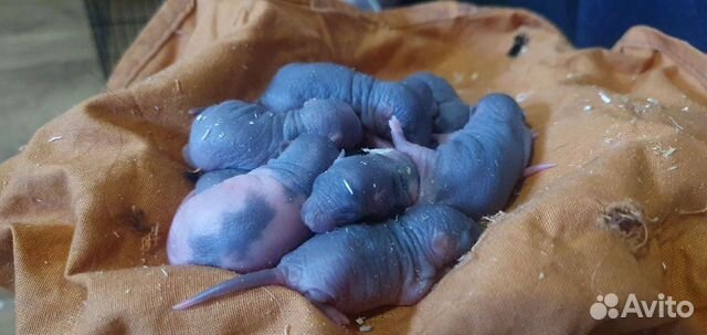 Грызуны, крысы