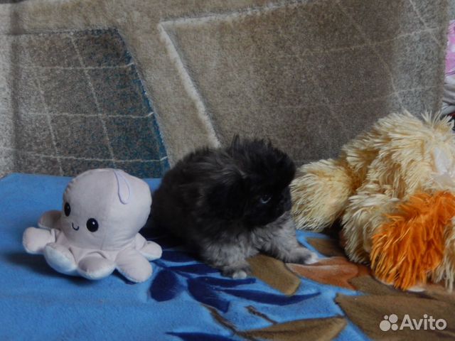 Щенок пекинеса 6р