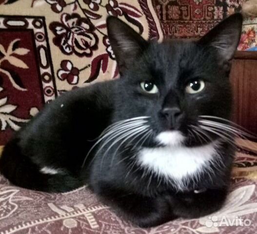 Шикарный черный котик