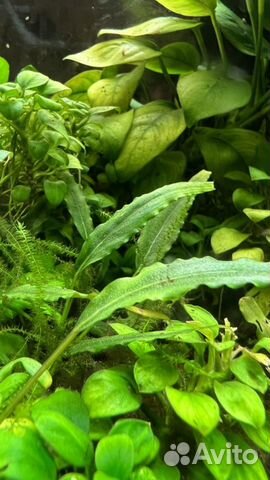 Аквариумное растение анубиас