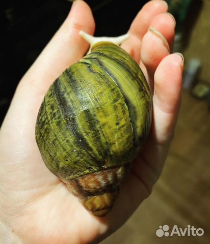 Вентрикозы Овумы ххл Ретик