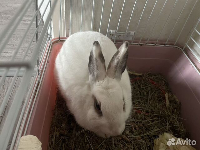 Карликовый кролик бесплатно