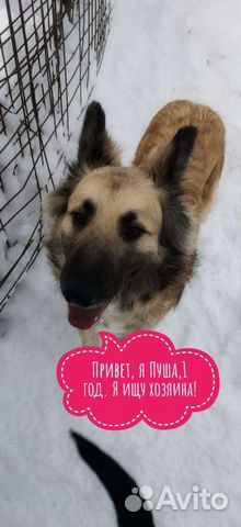 Спасите Пушка из приюта