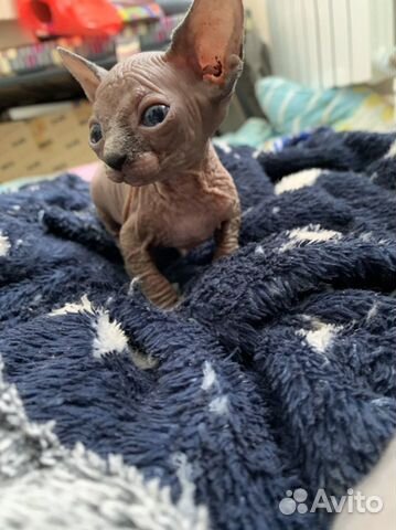 Канадский сфинкс котенок