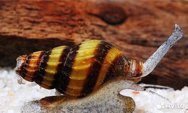 Улитка хелена