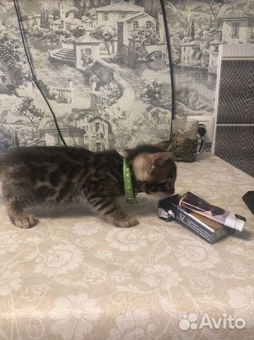 Бенгальские котята