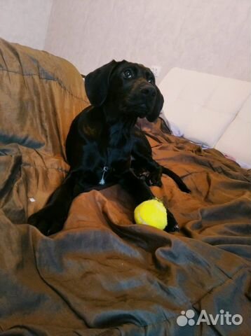 Отдам щенка Курцхаара