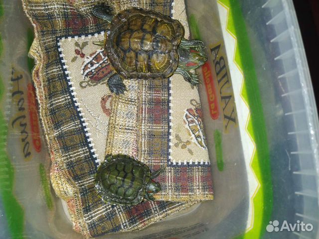 Черепахи красноухие