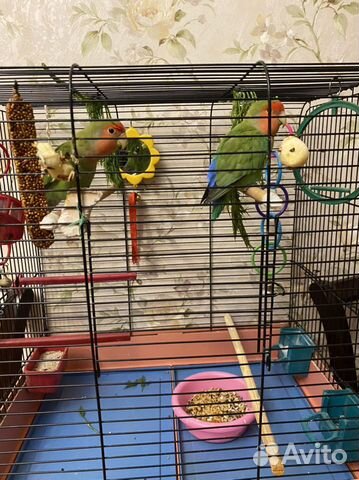 Попугаи неразлучники