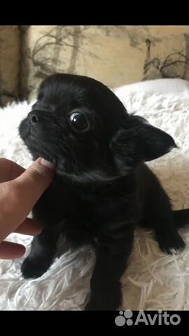 Эксклюзив - Абсолютно Черный Чихуа