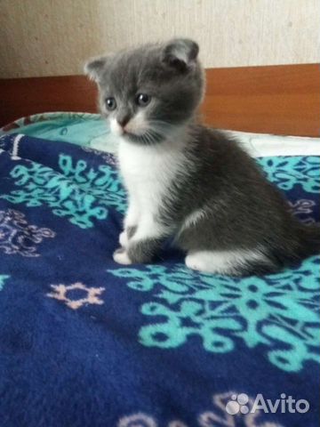 Шотландские вислоухие котята