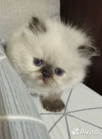 Персидские котята