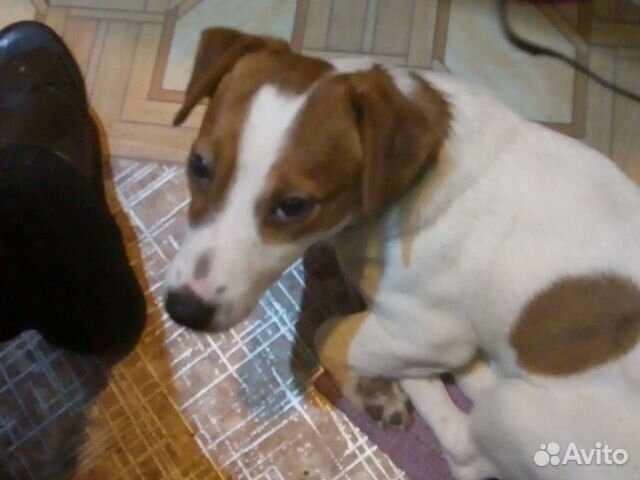 Джек Рассел терьер девочка 5 месяцев родословная