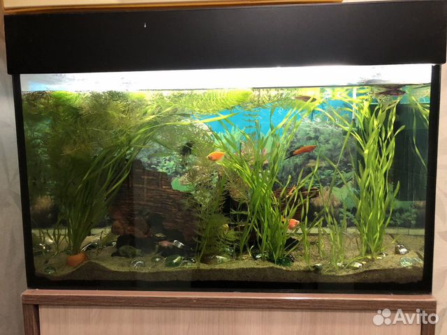 Аквариум