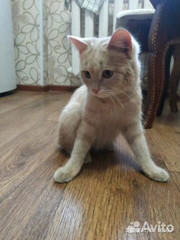 Отдам котенка в добрые руки